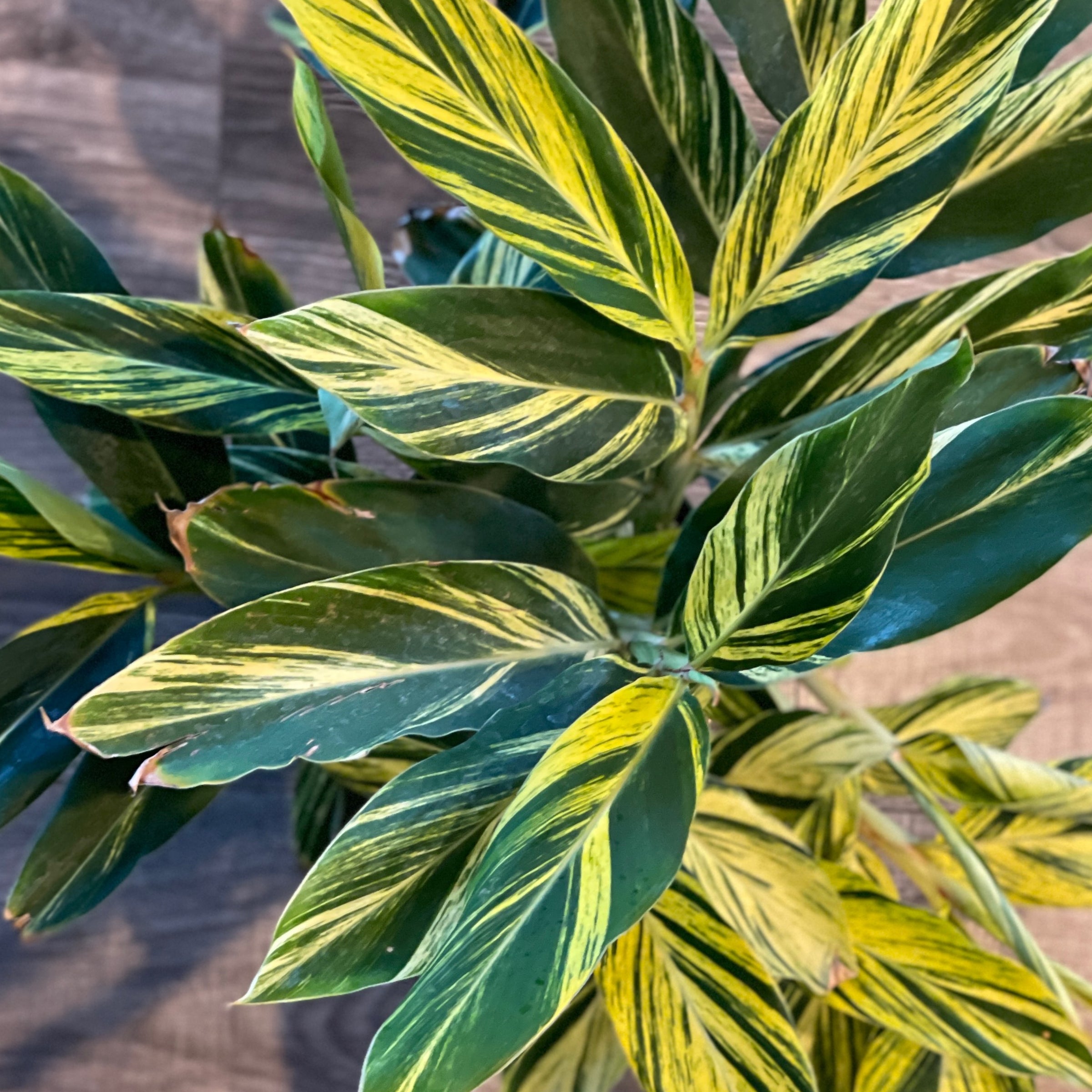 Variegated Ginger Plant